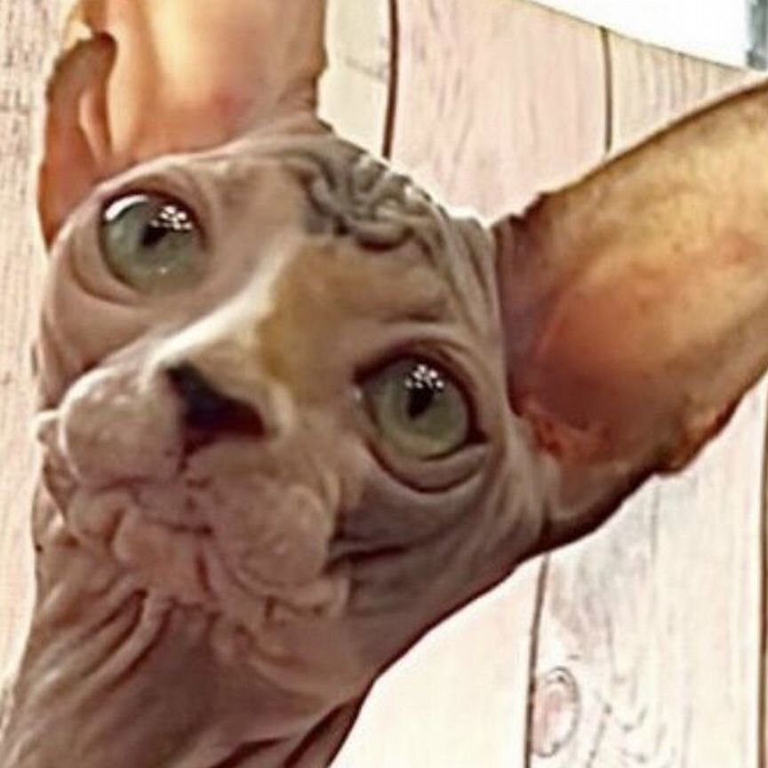 Канадский сфинкс котёнок