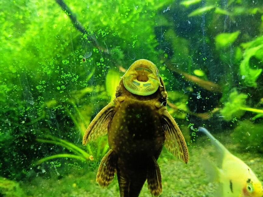 Отдам анциструса в хорошие руки