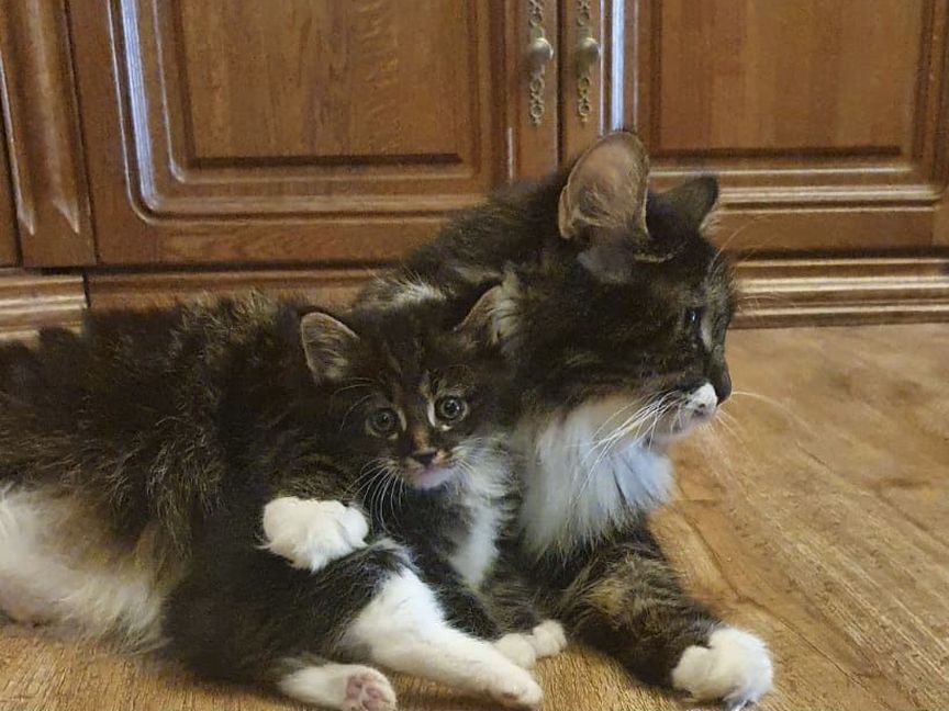 Котята курильский бобтейл