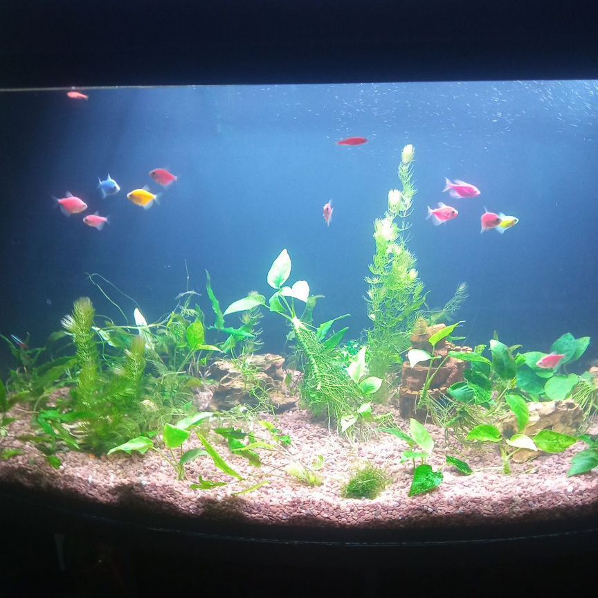 Аквариумная прополка