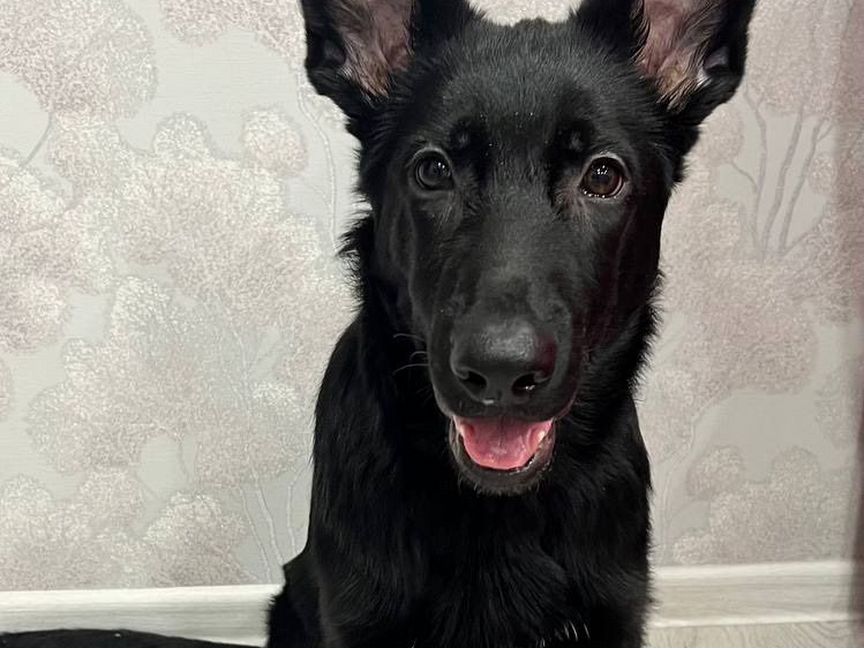 Щенок немецкой овчарки черный