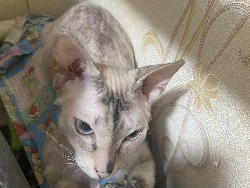 Донской сфинкс браш