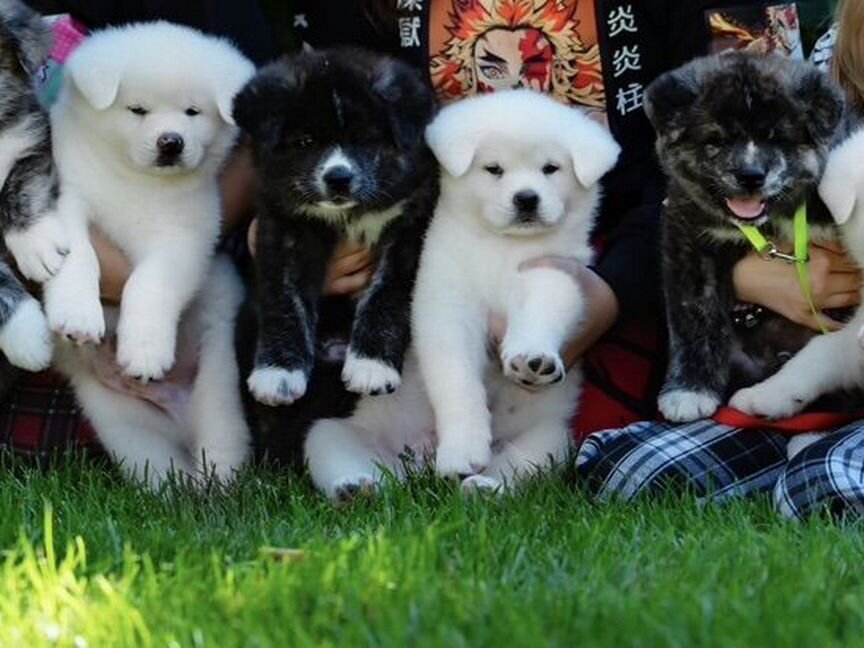 Белые и тигровые щенки Акиты