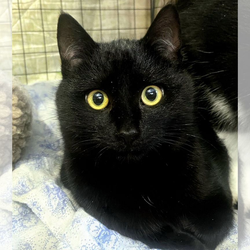 Бомбейский котёнок