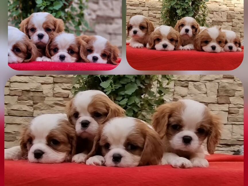 Кавалерчики