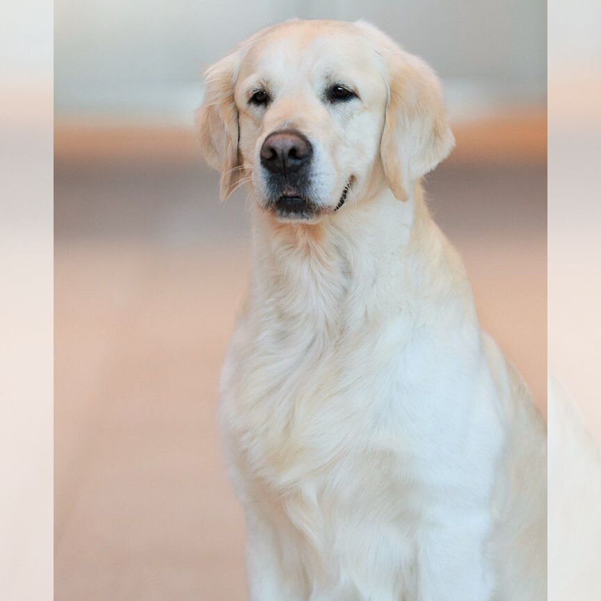 Золотистый ретривер, взрослый пёс