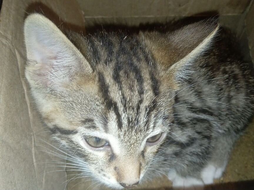 Европейская кошка