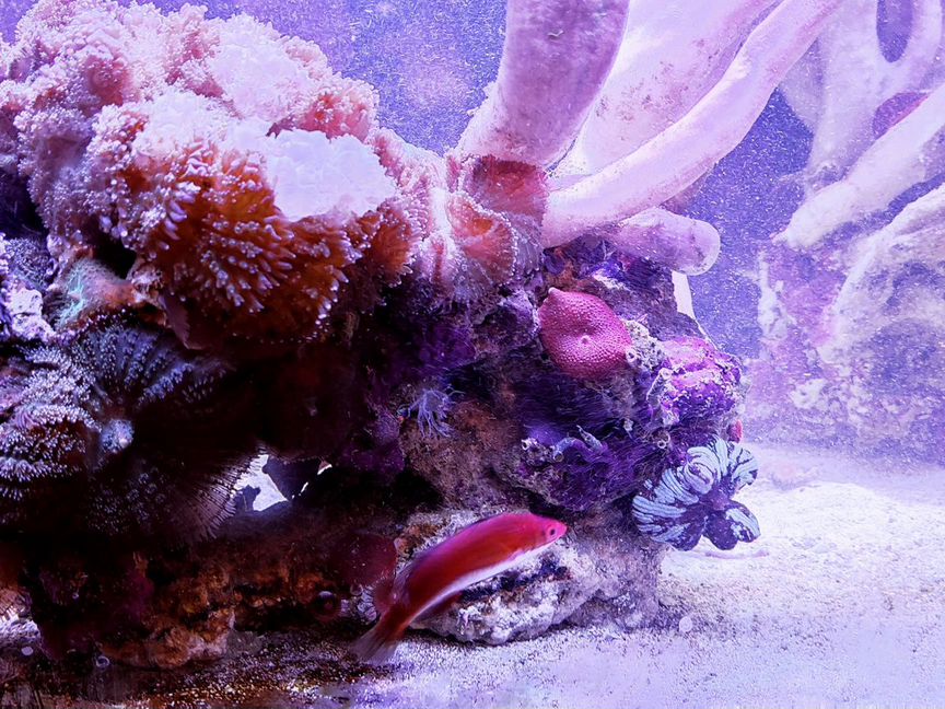 Живые камни, кораллы, грибы