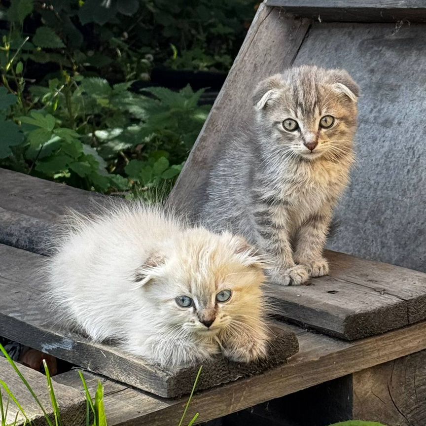 Шотландские вислоухие котята бесплатно