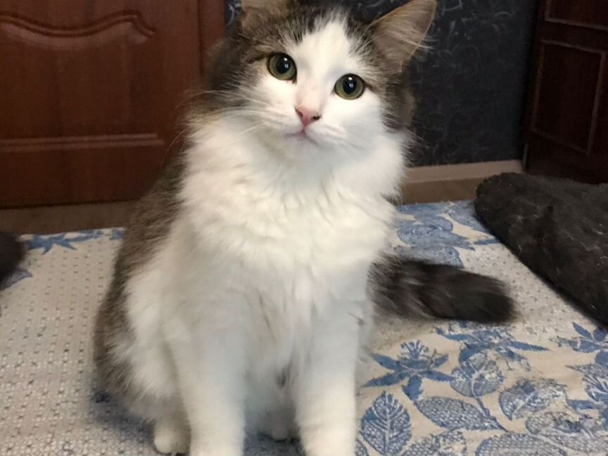 Милейшая Плюша в добрые руки