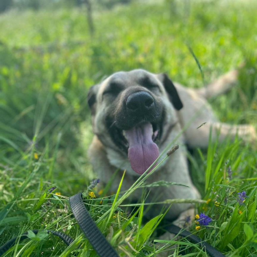 Собака в добрые руки