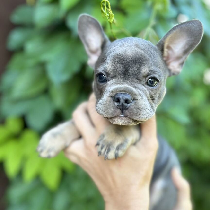 Щенки французского будьдога