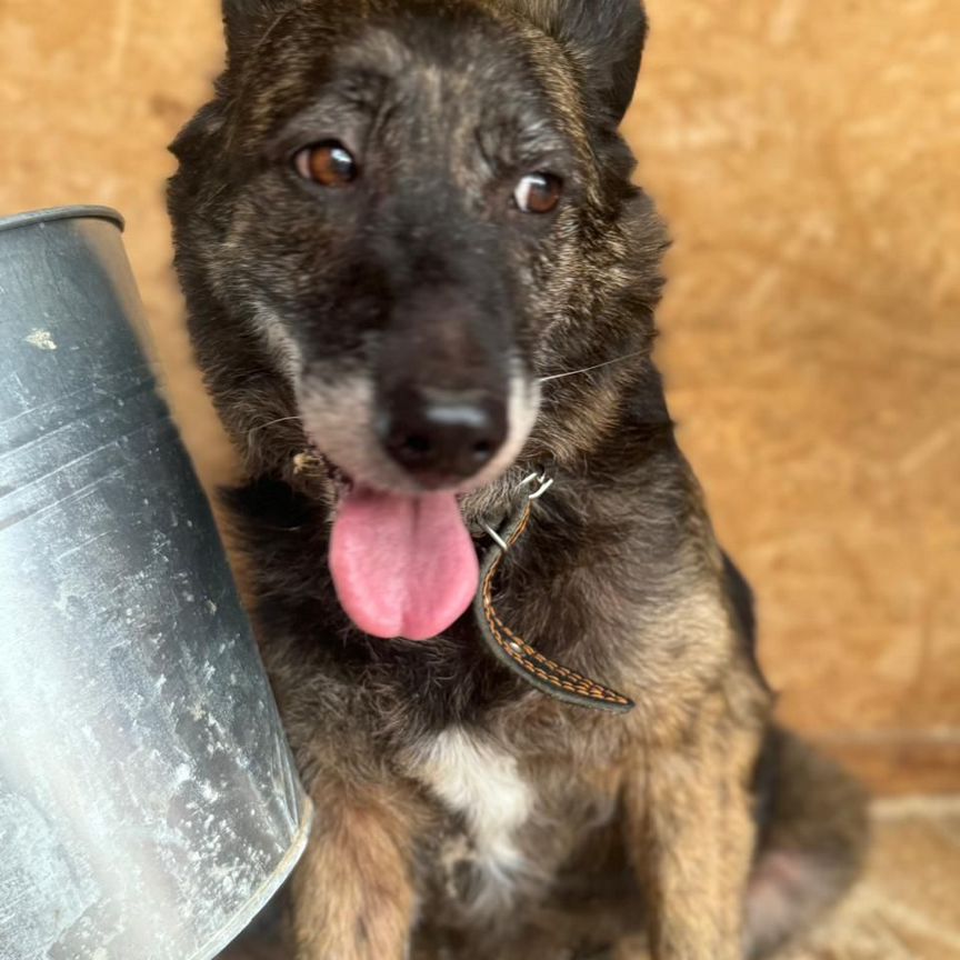 Спокойная, добрая собака Балин ищет дом