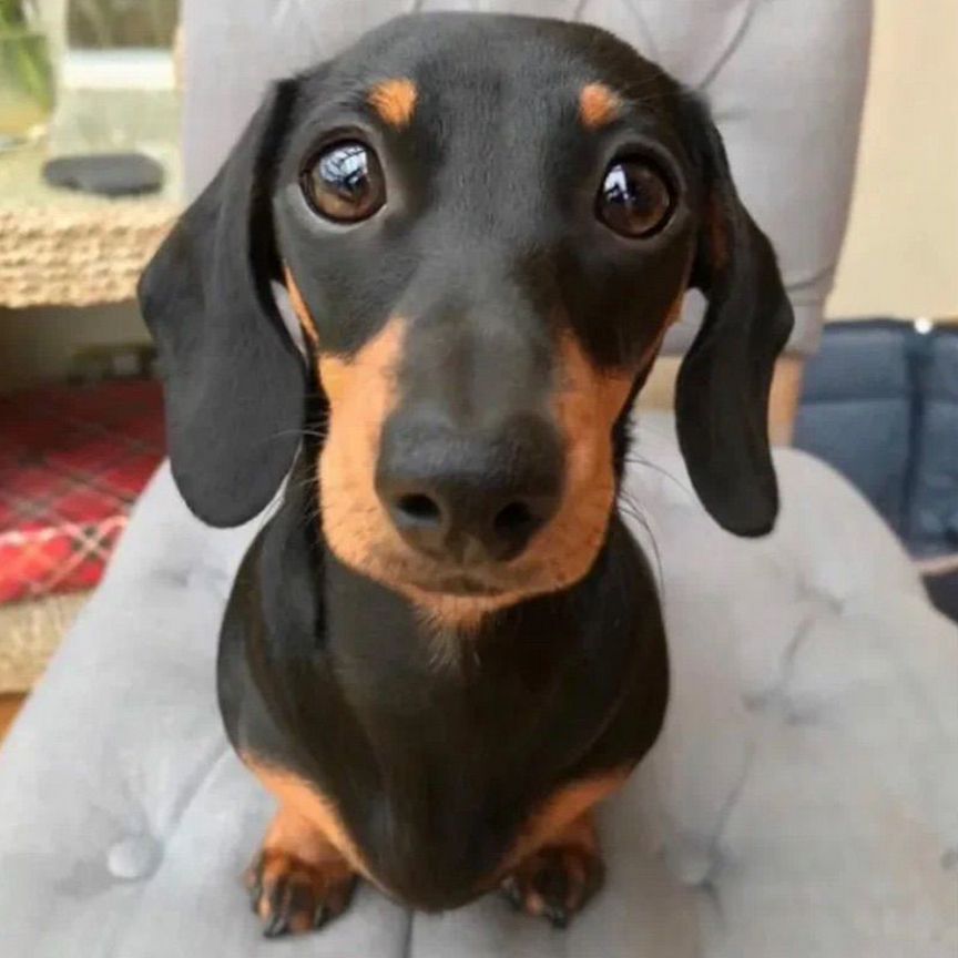 Карликовая такса, щенок