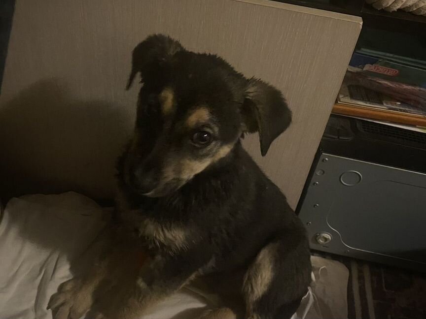 Бездомный щенок 2 мес, мальчик