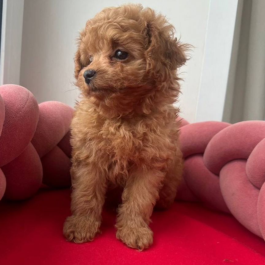 Мальтипу, щенок