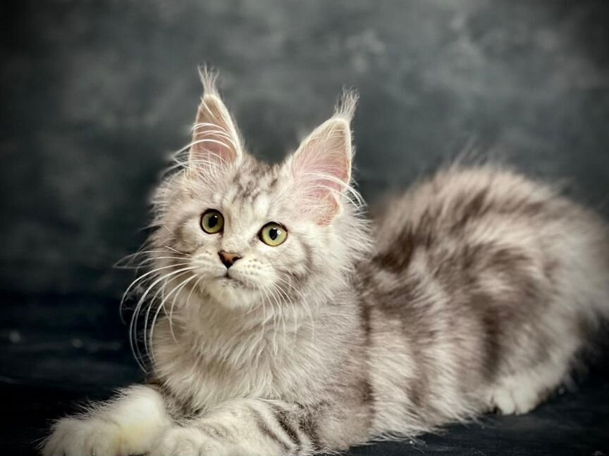 Котята мейн-кун девочка серебряная