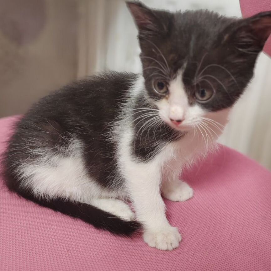 Котёнок в добрые руки