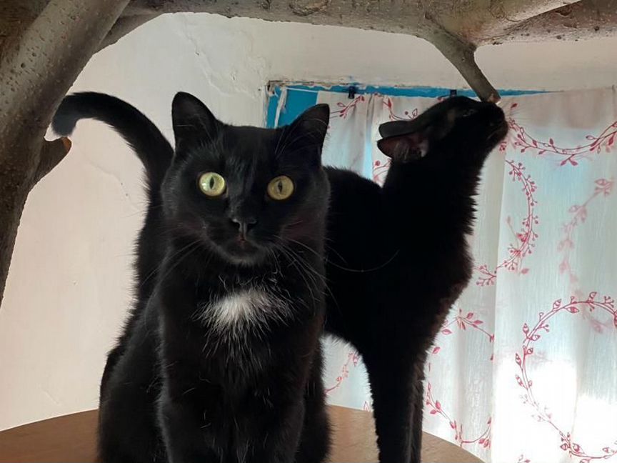 Супер ласковые Кот и Кошка им очень нужен дом