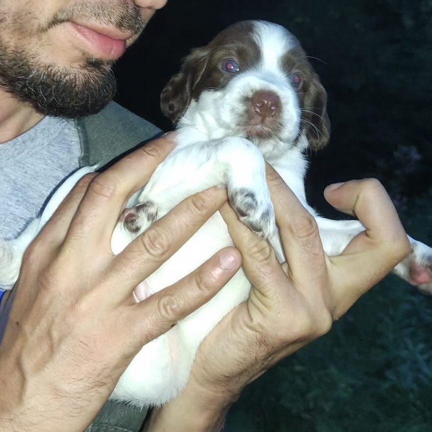 Щенки русского спаниеля