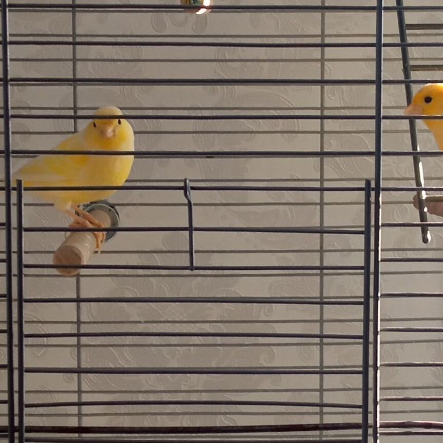 Канарейки и кеноры