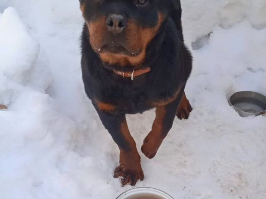 Ротвейлер в добрые руки