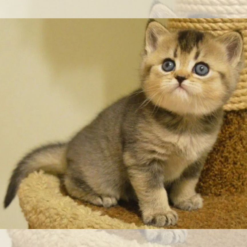 Шотландские плюшечки скоттиш страйт