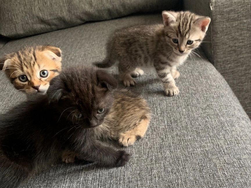 Шотландские котята