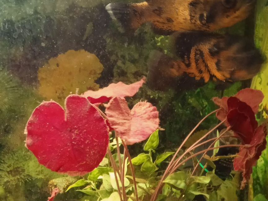 Аквариумные рыбки