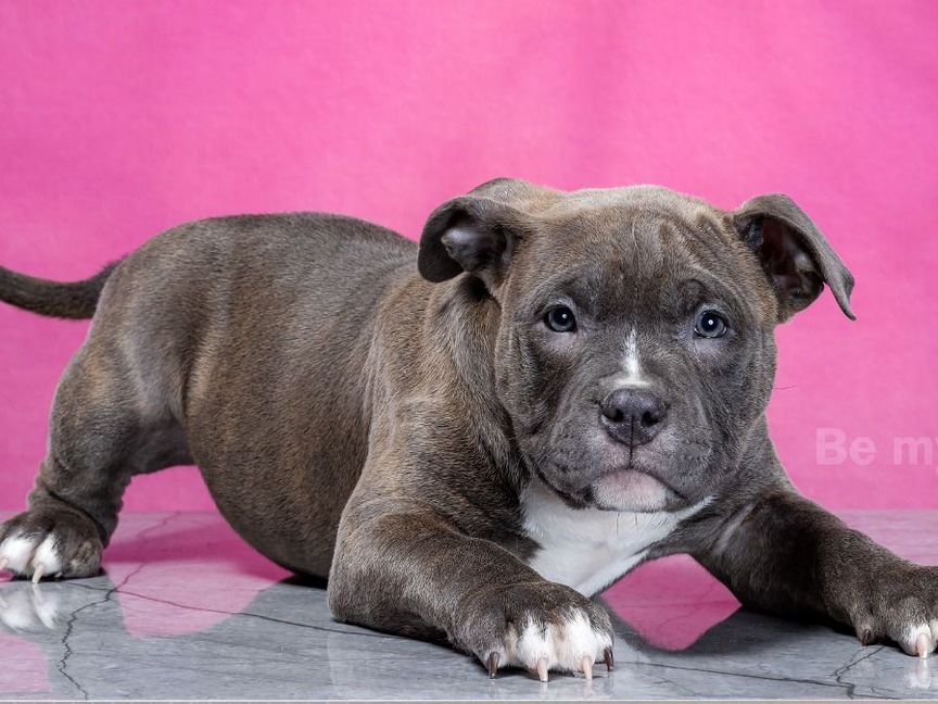 Американский булли