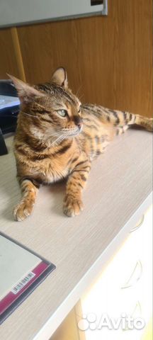 Бенгальская кошка бесплатно