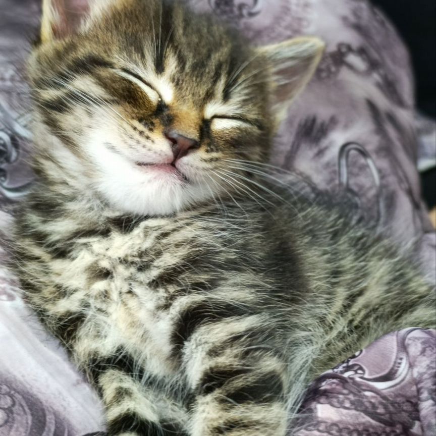 Котенок