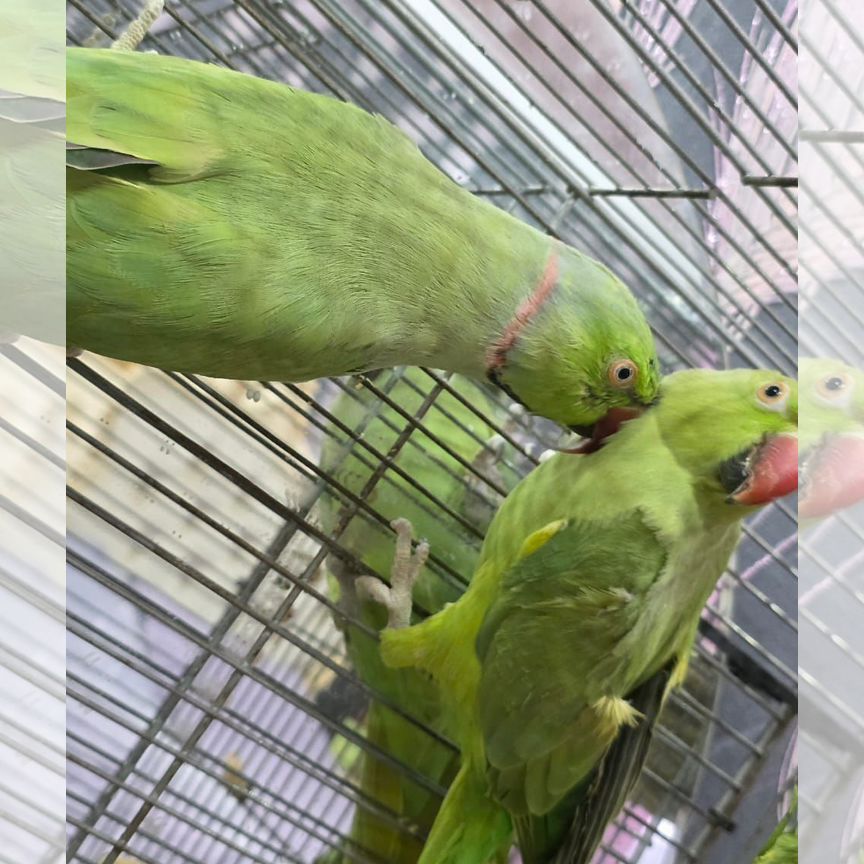 Ожереловый попугай