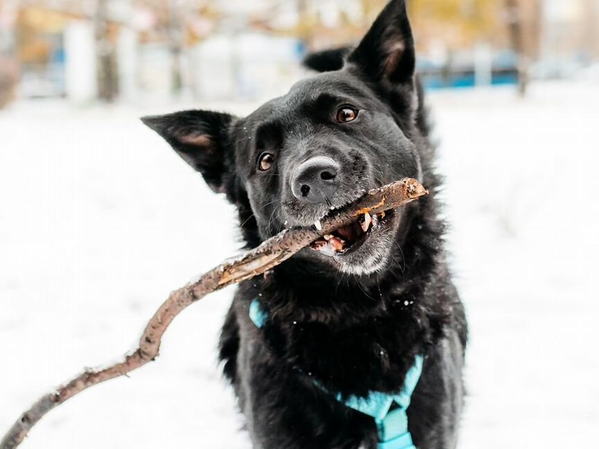 Айк ищет дом