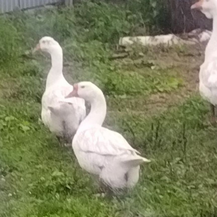 Гуси породы Линда на племя