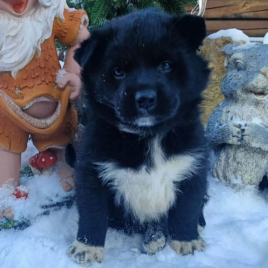 Щенок в добрые руки