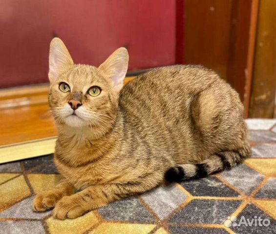 Кошка чаузи