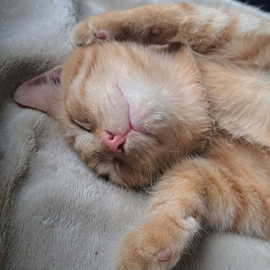 Рыжий котенок