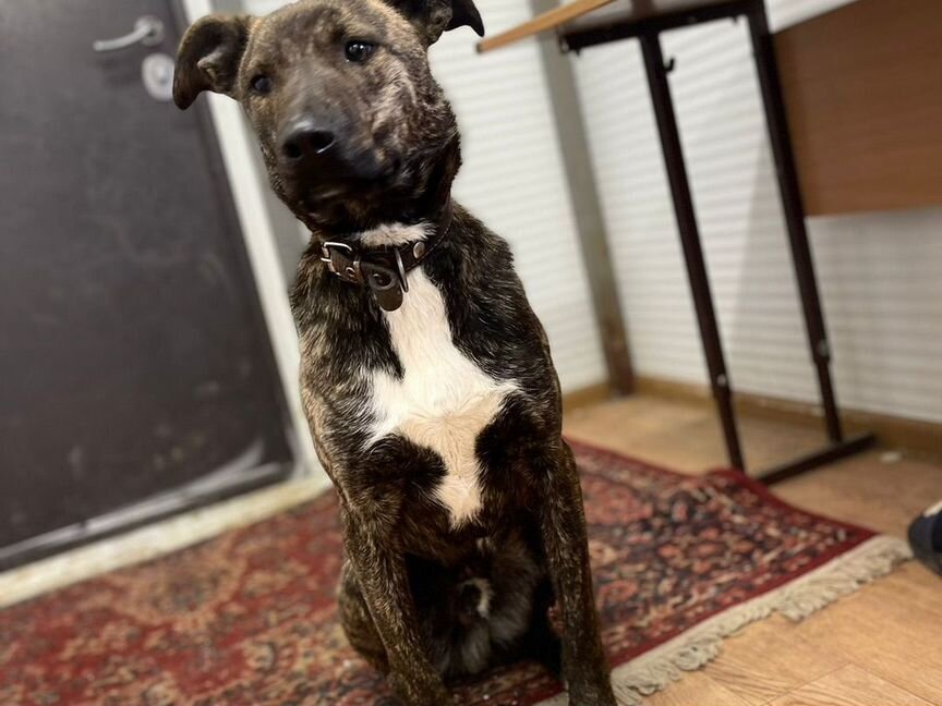 Пес Сема ищет дом