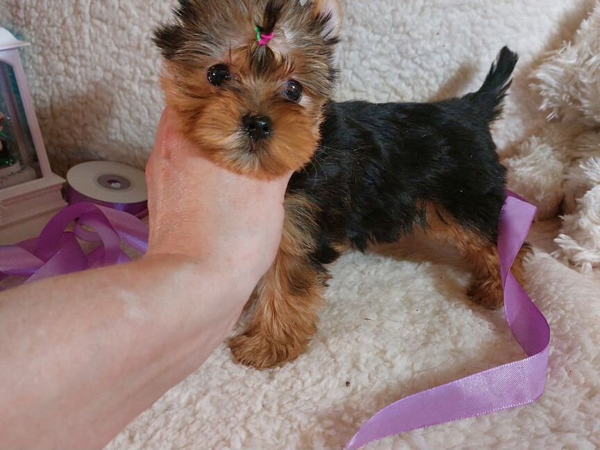 Мини девочка РКФ