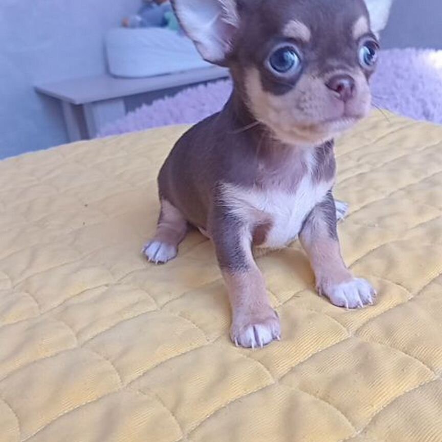 Чихуахуа мини