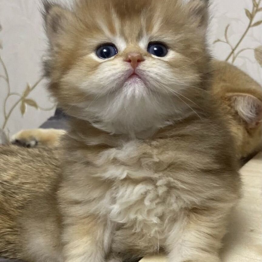 Британская кошечка Санта