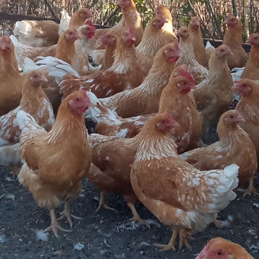 Куры мини мясная палевая