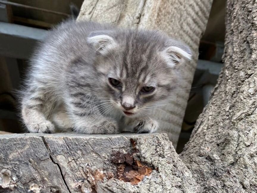 Вислоухий котенок