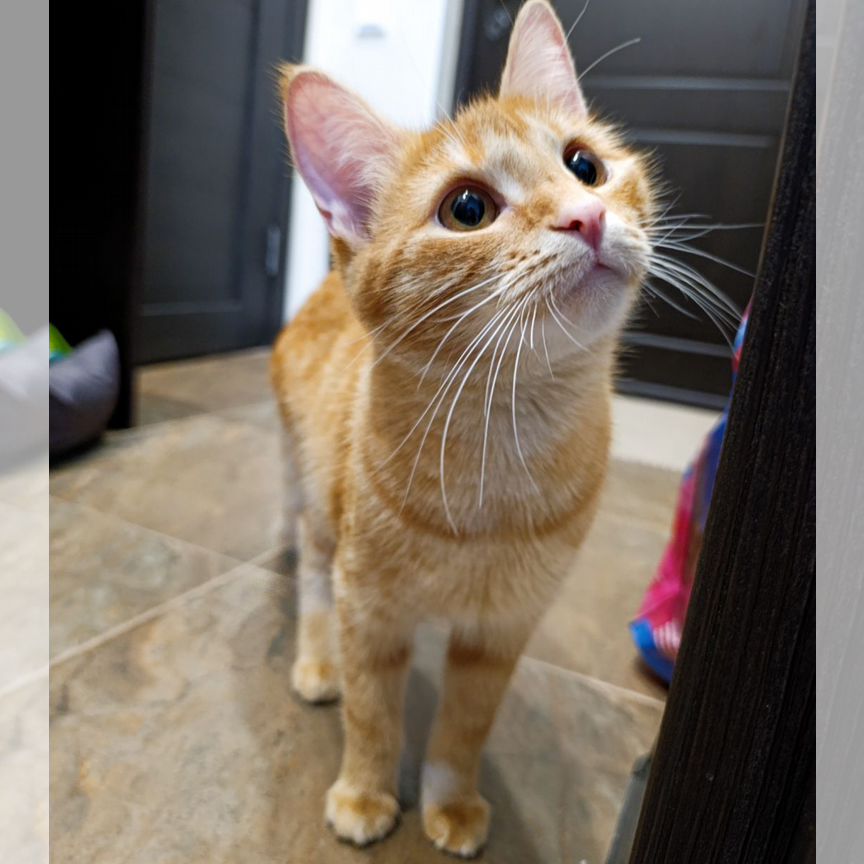 Котёнок в добрые руки