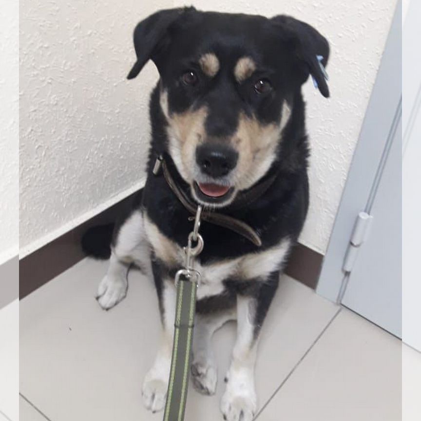 Девочка ищет дом