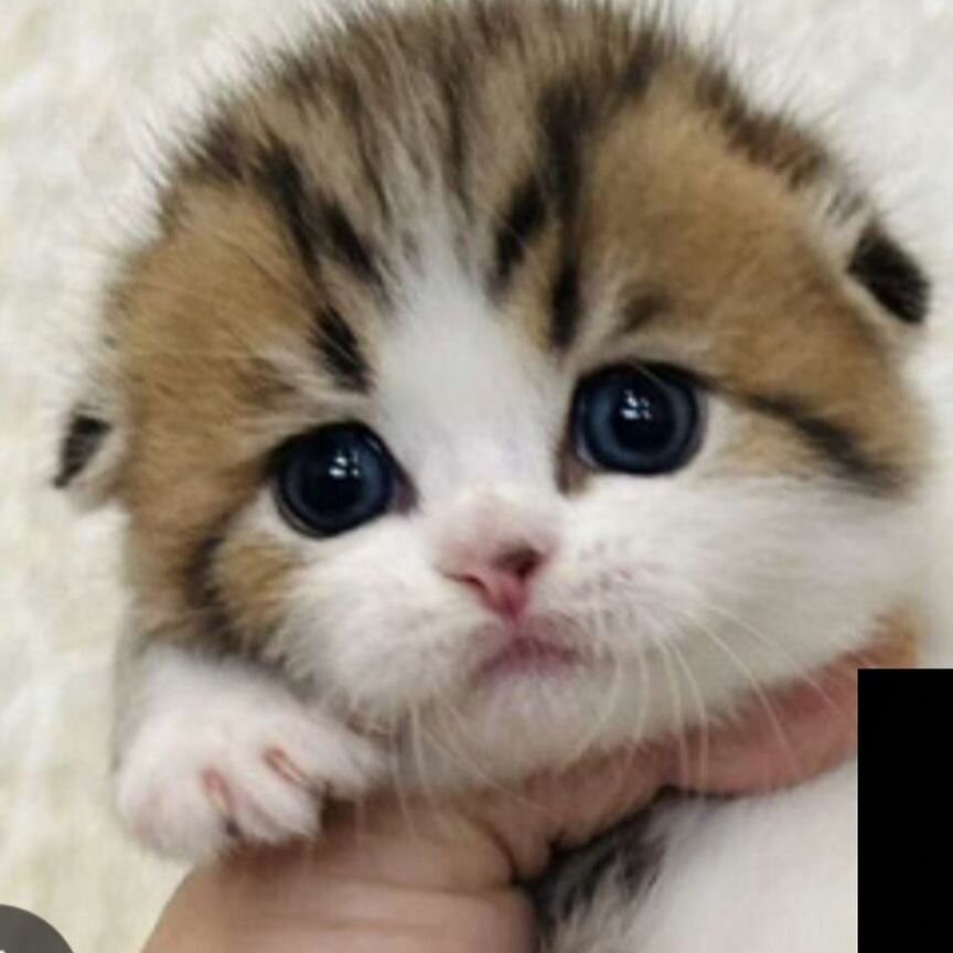 Шотландский вислоухий короткошёрстный котёнок