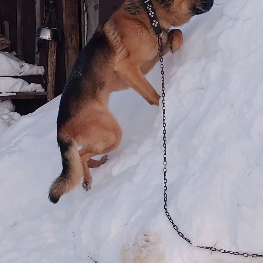 Немецкая овчарка, взрослый пёс