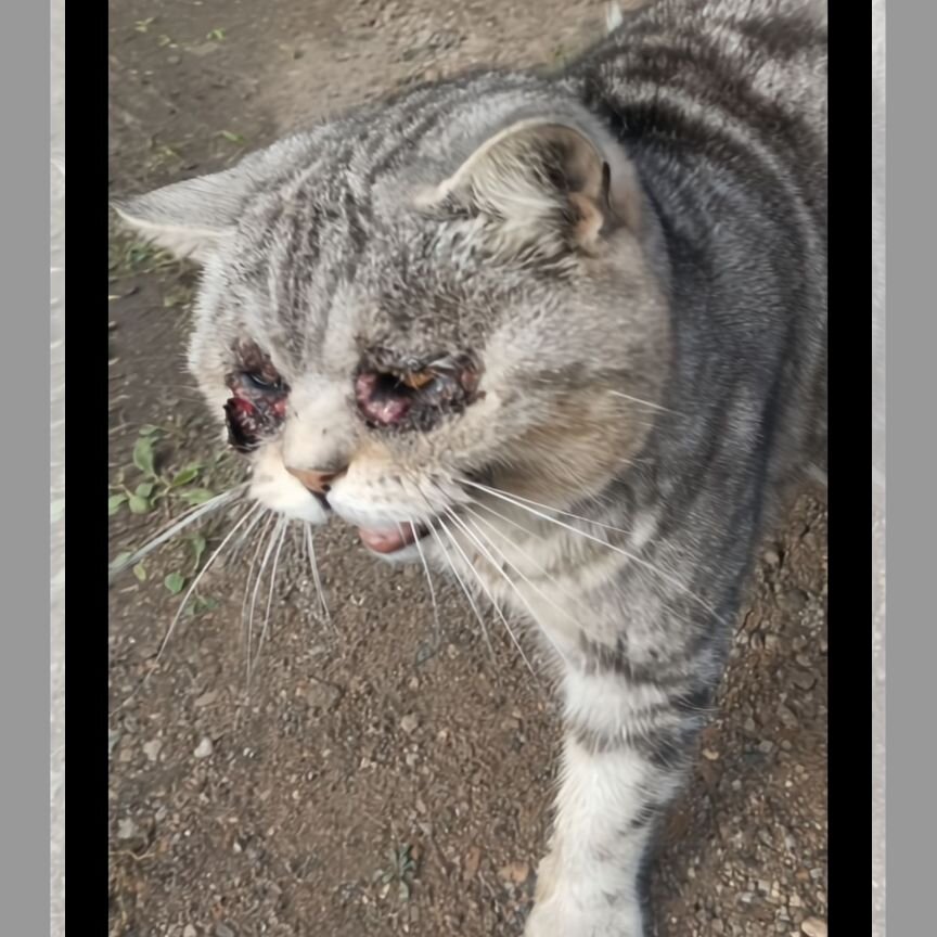 Котик