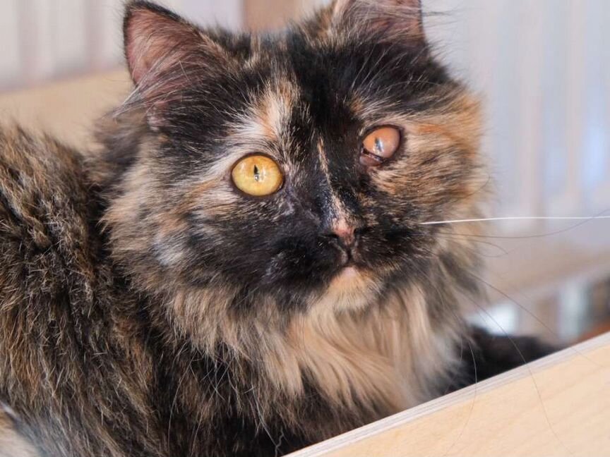 Юся. Кошка, которая носит добычу в зубах